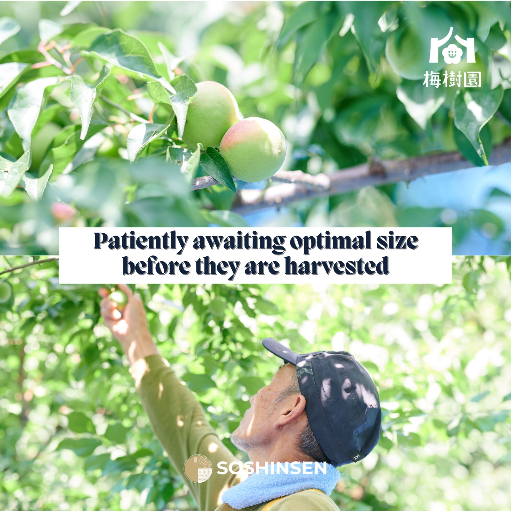 [Pre-order] Premium Wakayama Nanko Ao Ume / Green Plums - Farm Direct ...