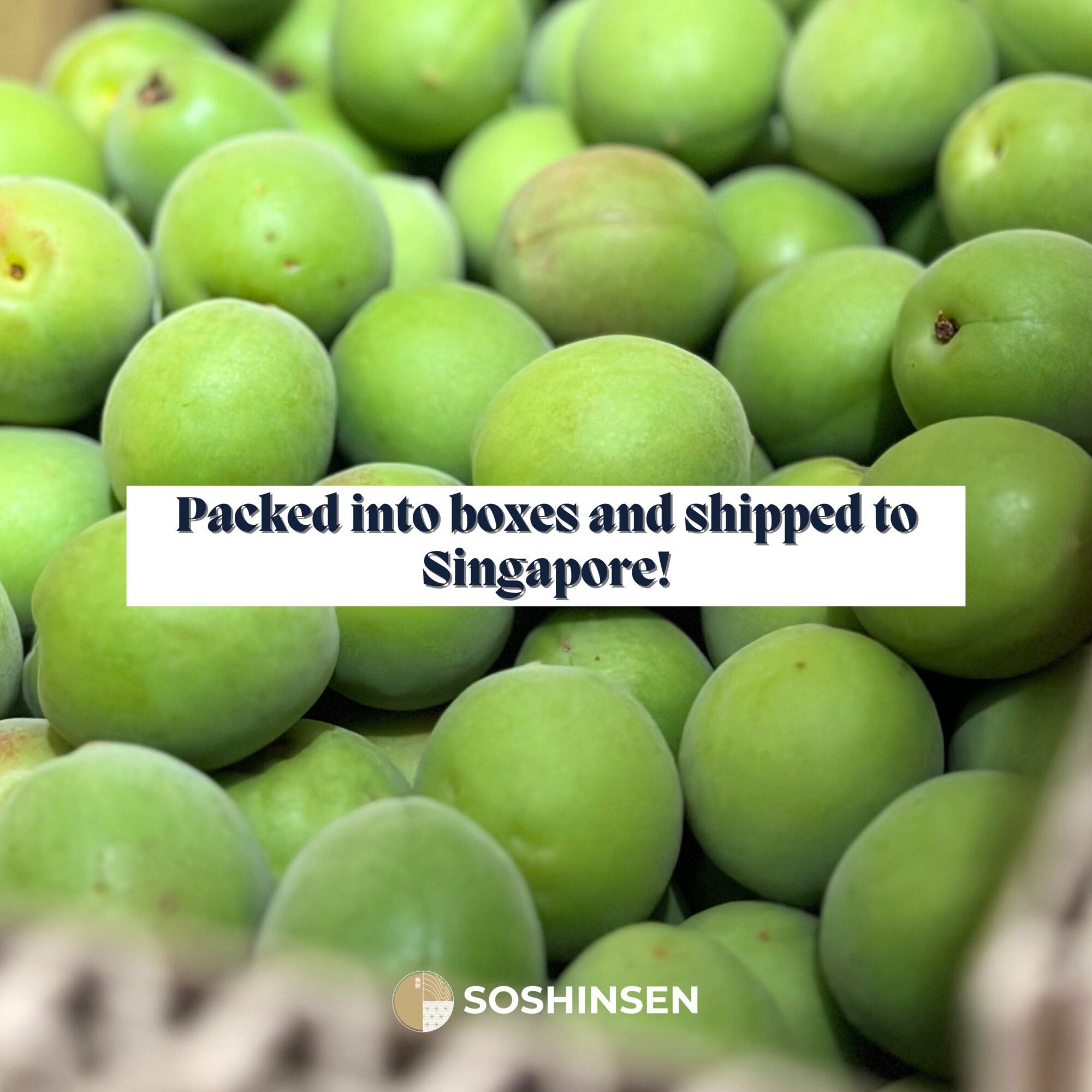 [Pre-order] Premium Wakayama Nanko Ao Ume / Green Plums - Farm Direct ...