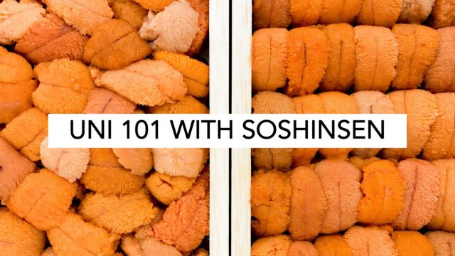 Uni 101 with Soshinsen! - Soshinsen