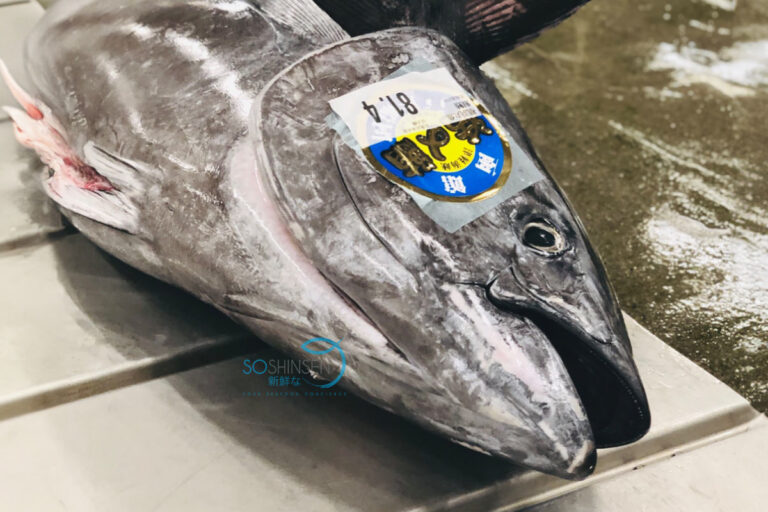 Bluefin Tuna: Ootoro vs Chutoro - What Are the Differences?